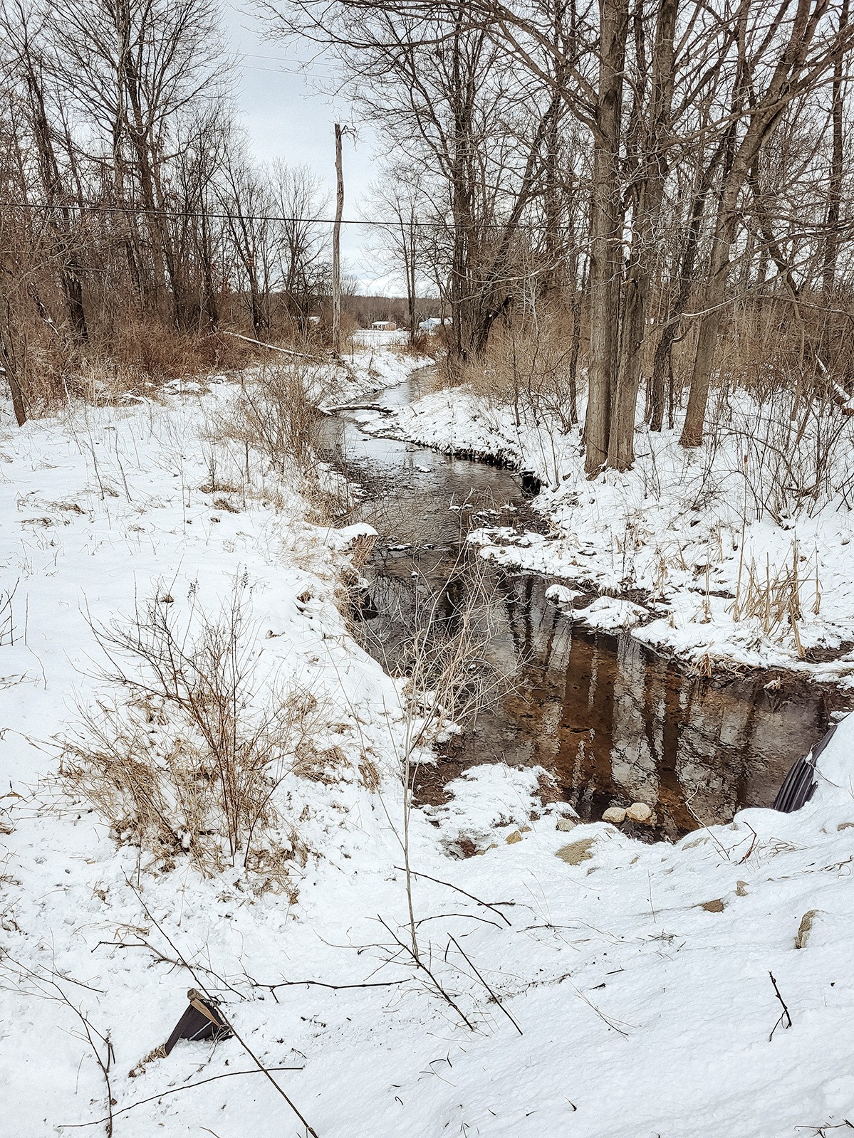 Fool's Spring - Brambleberry Meadow